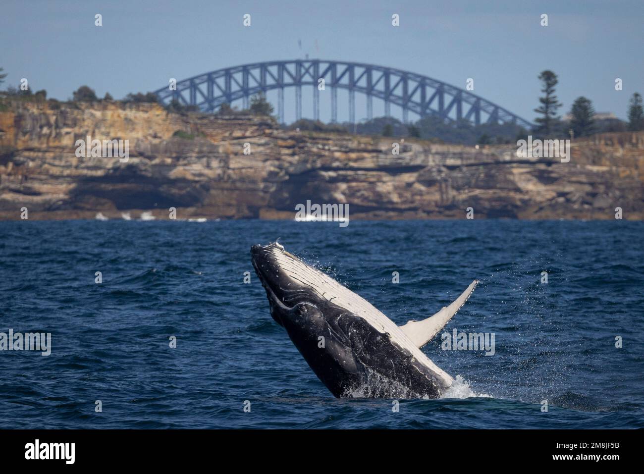 Juvenile humpback whale cal breaching off South Head with the Sydney ...