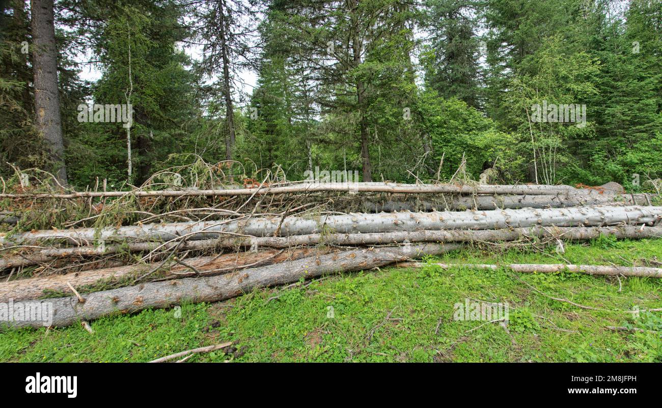 Loss of wood in logging. Forest industry. High-class forest (spruce ...