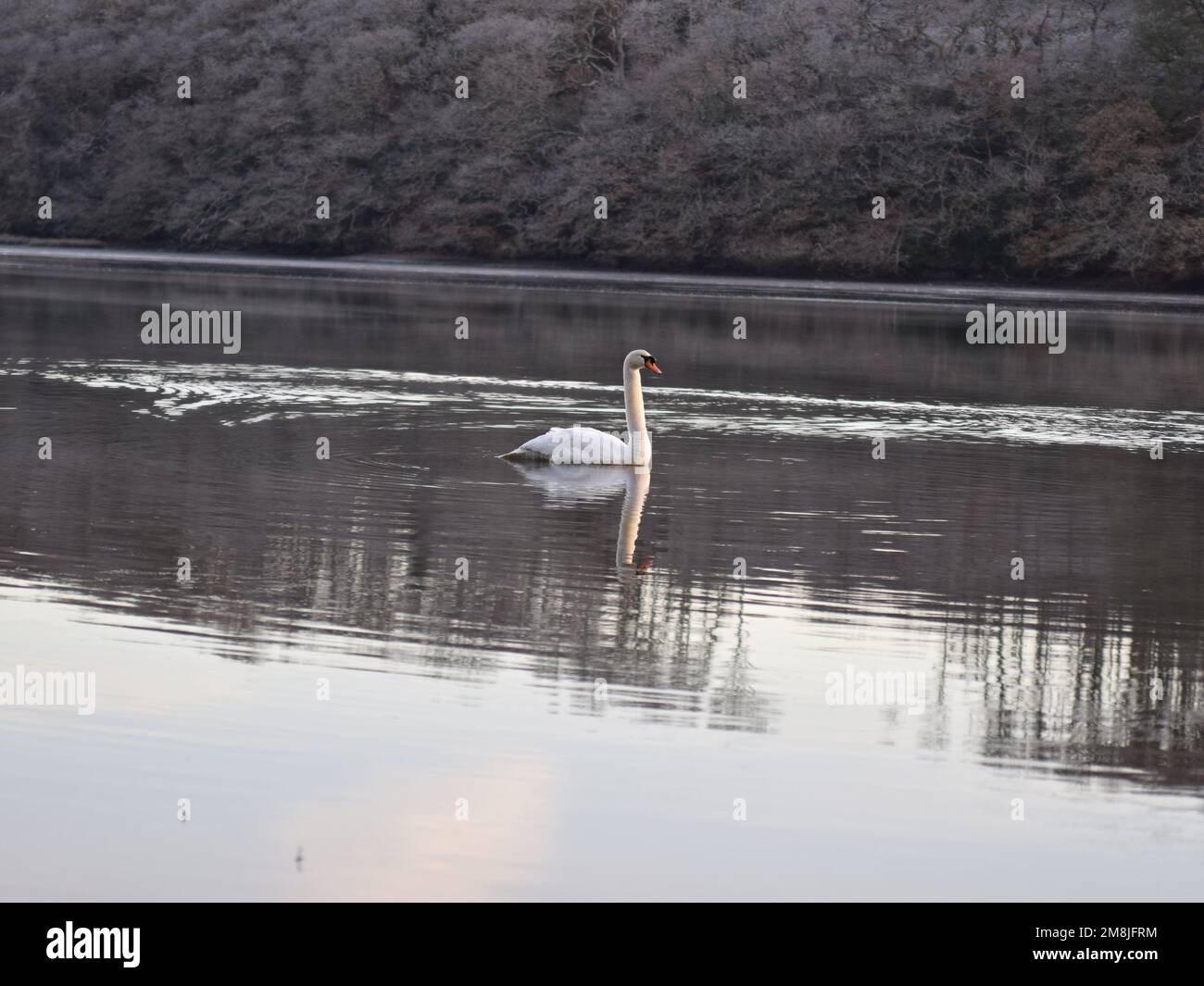 Frosty elegance hi-res stock photography and images - Alamy