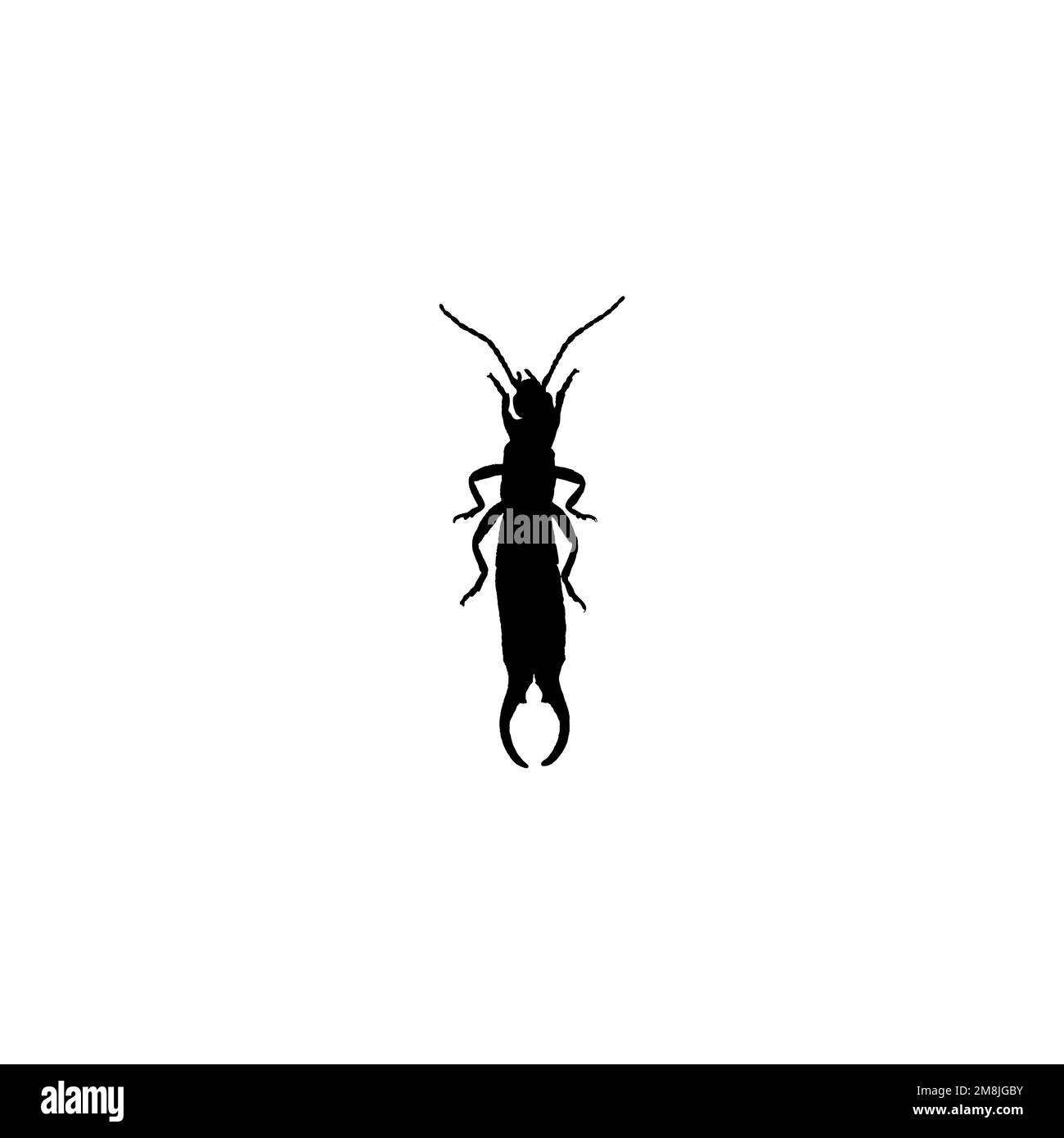 Earwig icon. Simple style insect spraying company poster background ...