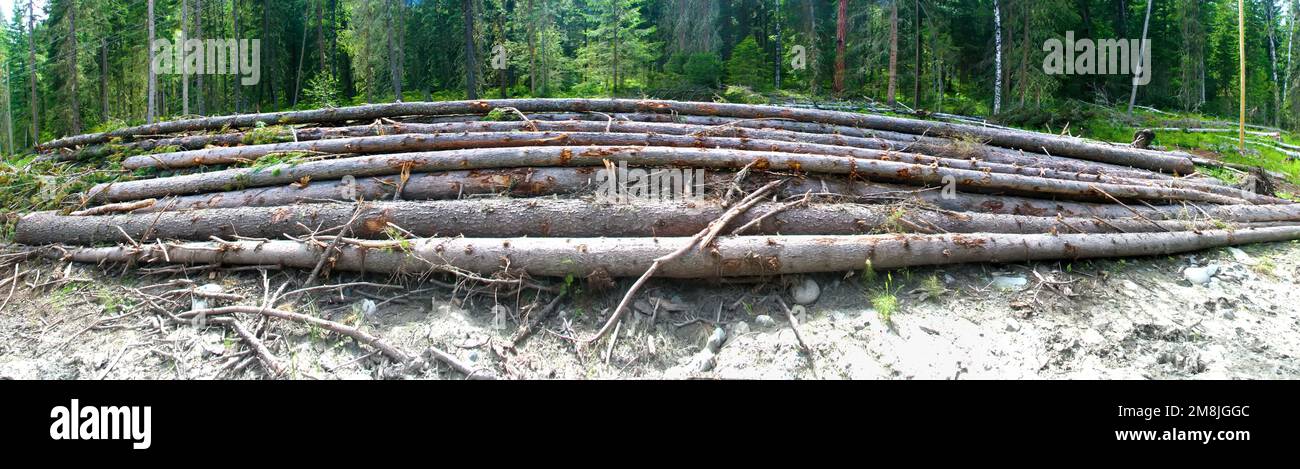 Ntire tree length hi-res stock photography and images - Alamy