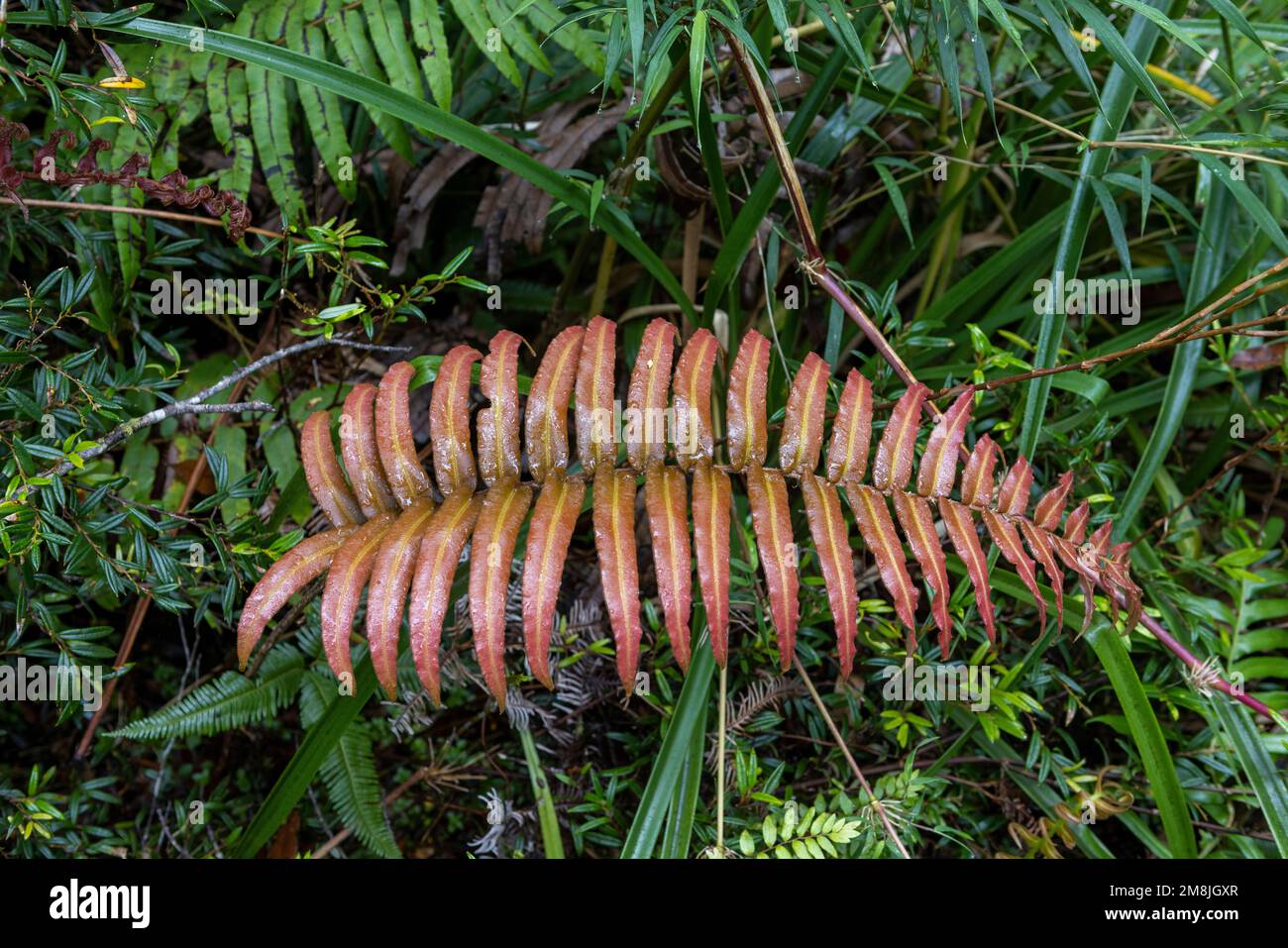 Fern leaf in a temperate rain forest - hiking the Sendero Cascadas ...