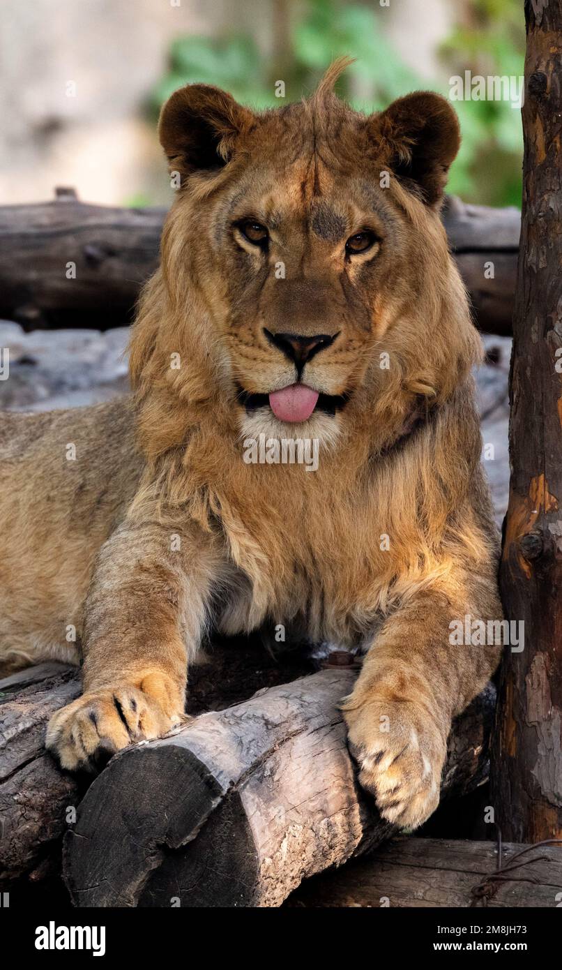 Lion features hi-res stock photography and images - Alamy