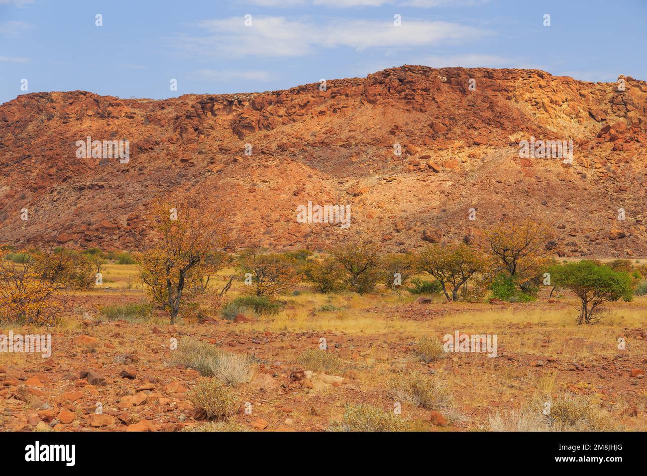 Namibian landscape, red ground and African vegetation around ...