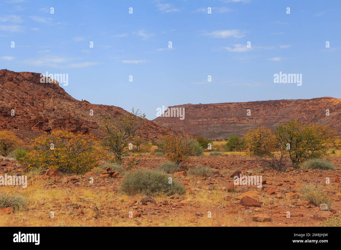 Namibian landscape, red ground and African vegetation around ...