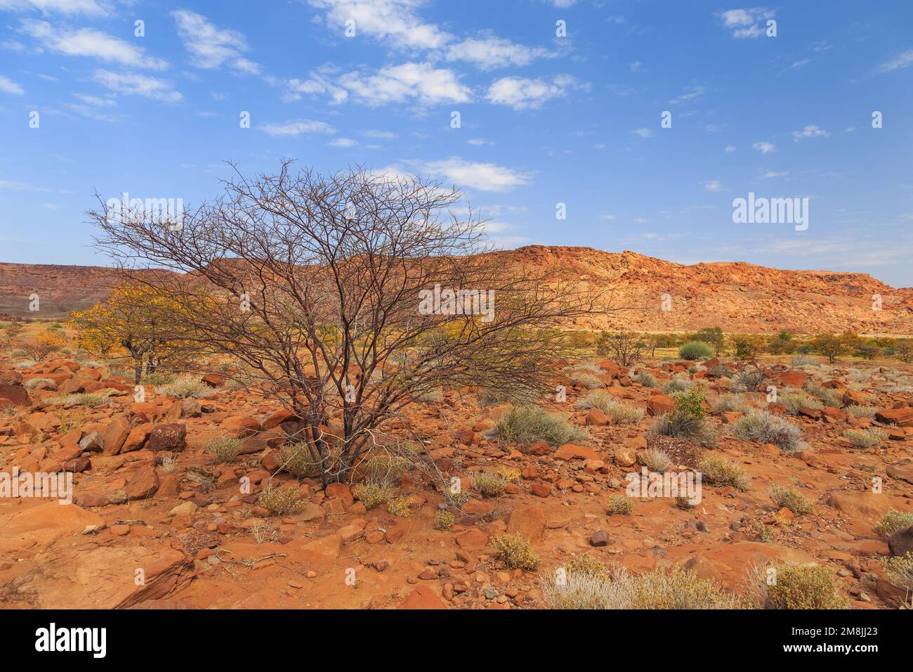Namibian landscape, red ground and African vegetation around ...