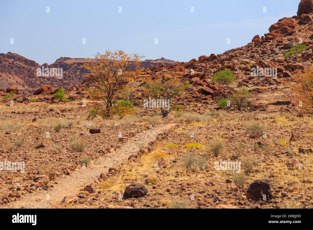 Namibian landscape, red ground and African vegetation around ...