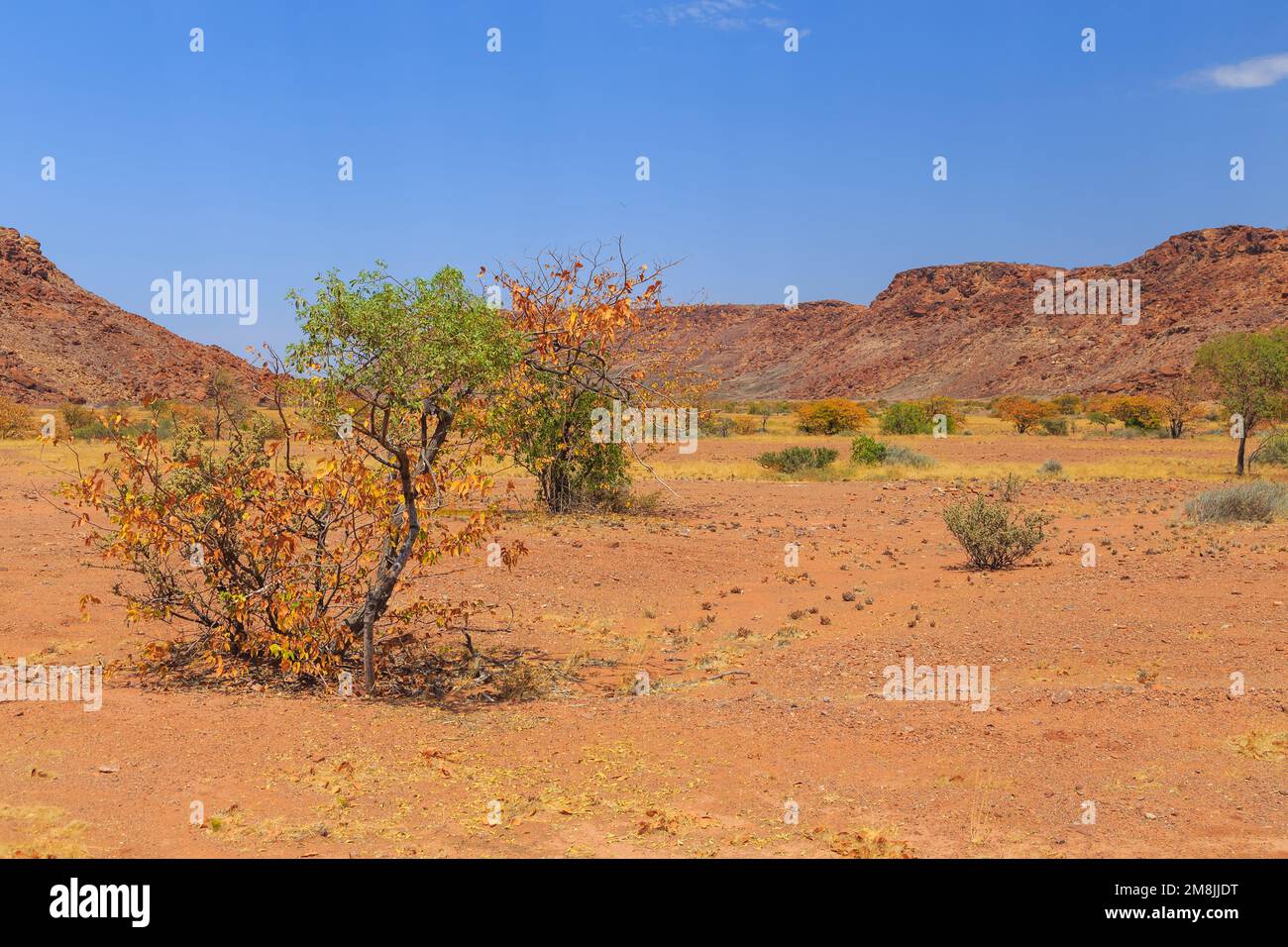 Namibian landscape, red ground and African vegetation around ...