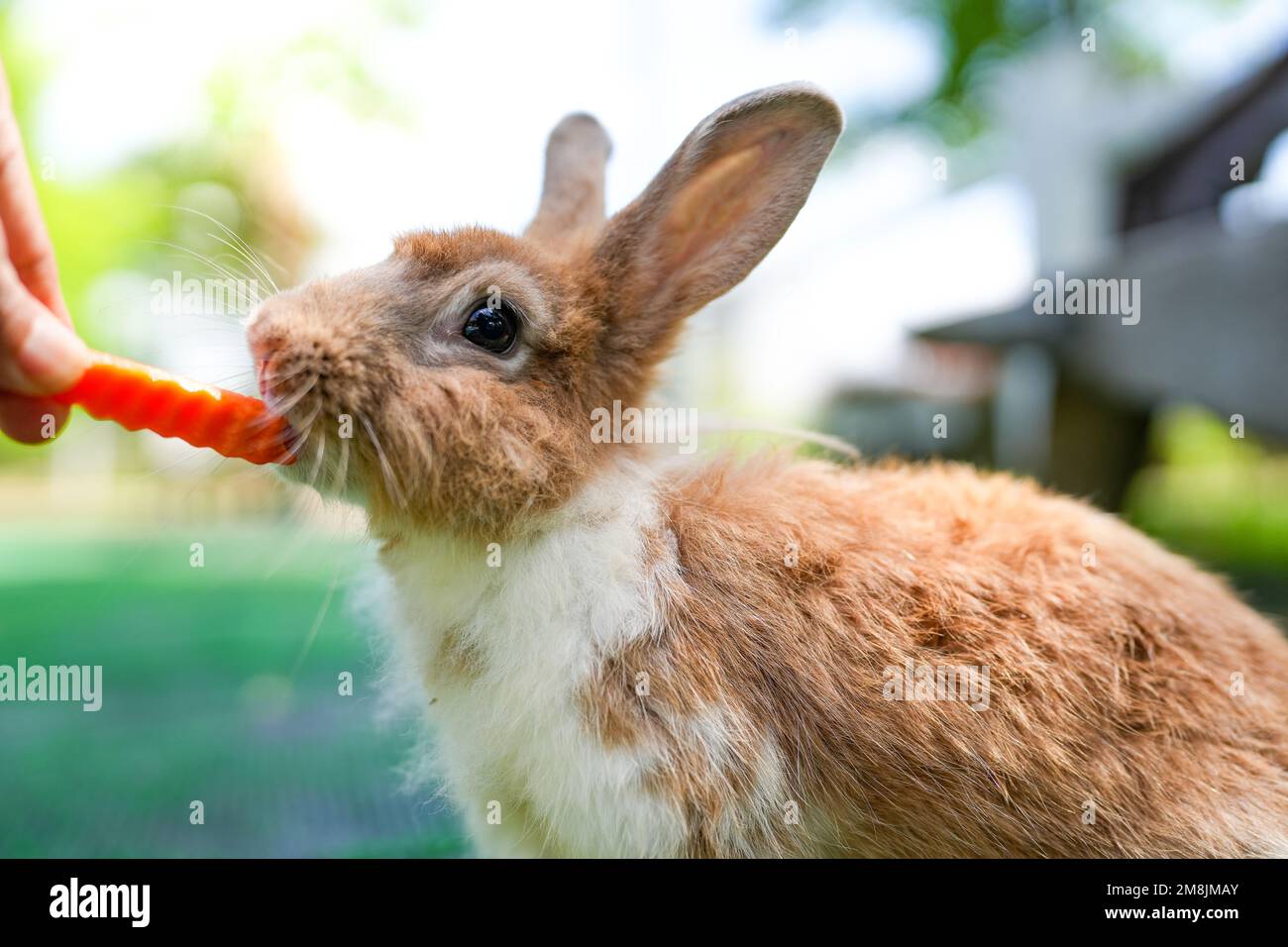 A human feeding a fluffy ginger bunny Stock Photo - Alamy
