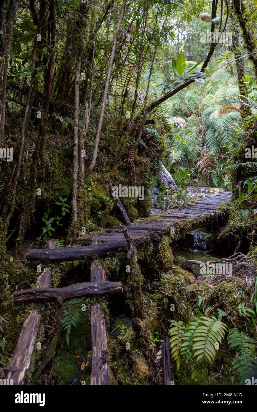 Discovering the fauna of a temperate rain forest while hiking the ...