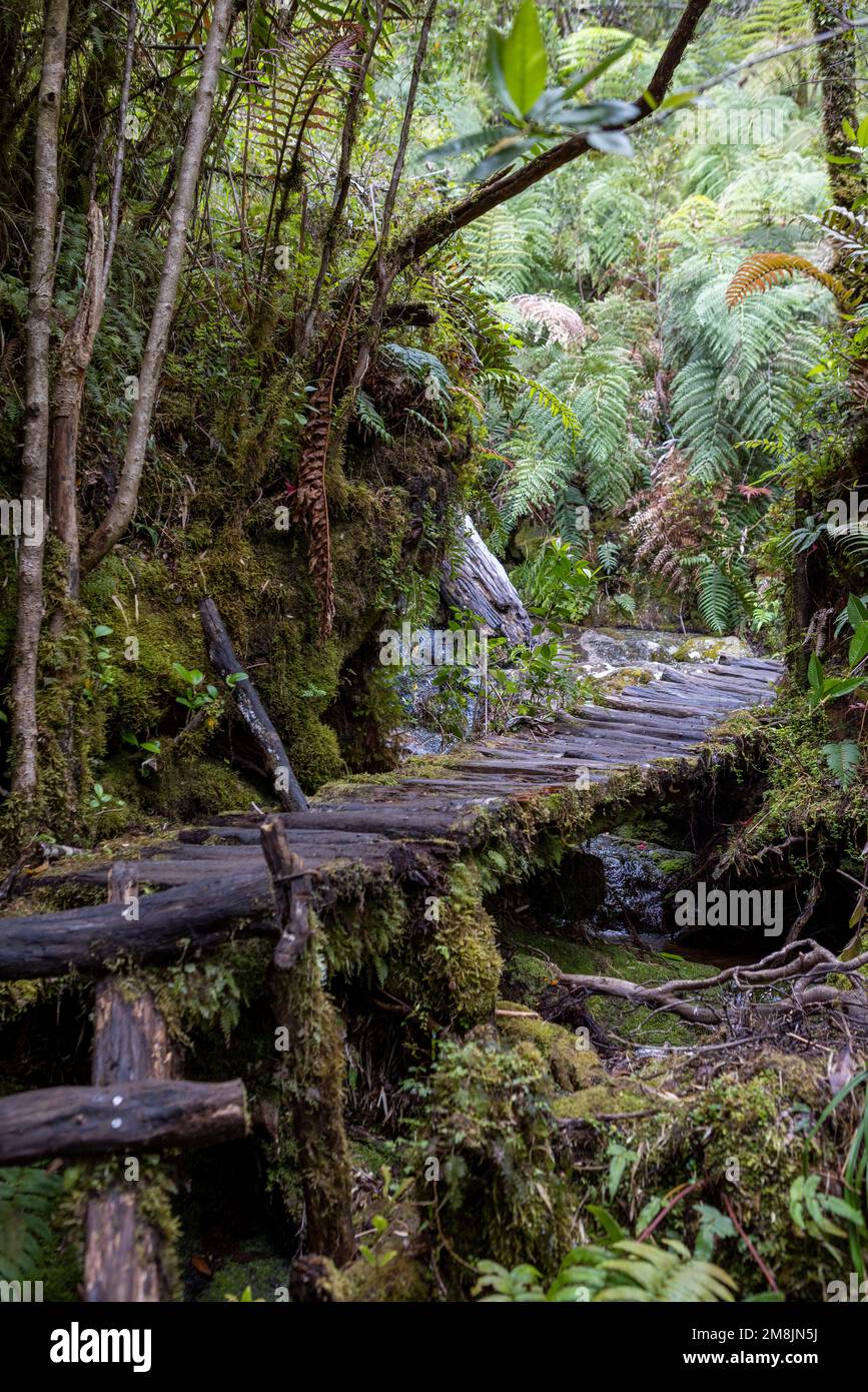Discovering the fauna of a temperate rain forest while hiking the ...