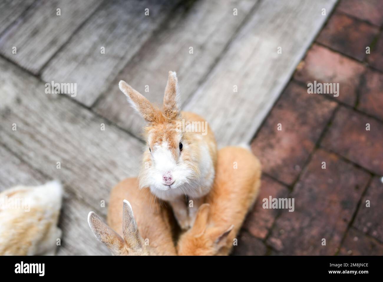 Japanese hare hi-res stock photography and images - Alamy