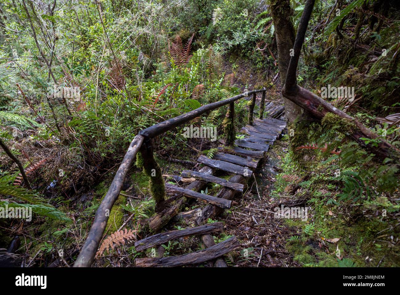 Discovering the fauna of a temperate rain forest while hiking the ...