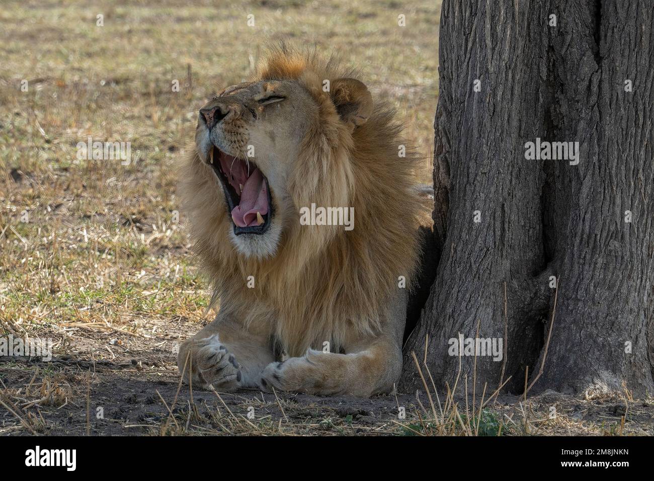 Lion sitting tree shade hi-res stock photography and images - Alamy