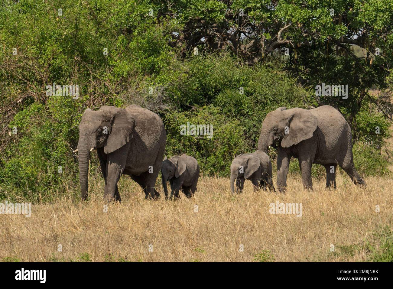 Two female and two baby elephants walking through the dry african ...