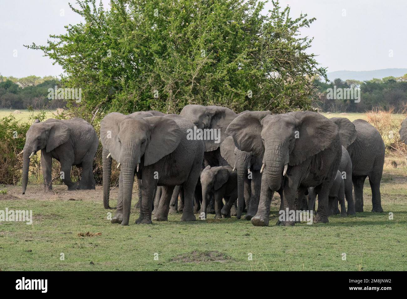 A herd of elephants walking through the african savanna in Tanzania ...