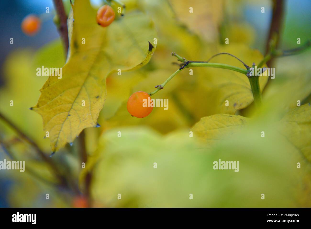 Viburnum fruit hi-res stock photography and images - Alamy