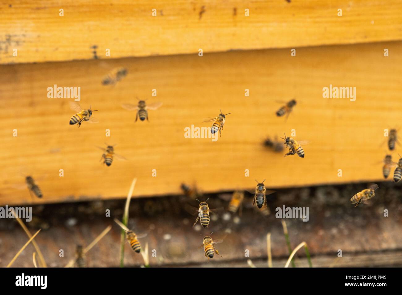 Honey bees flying into a wooden hive box Stock Photo - Alamy