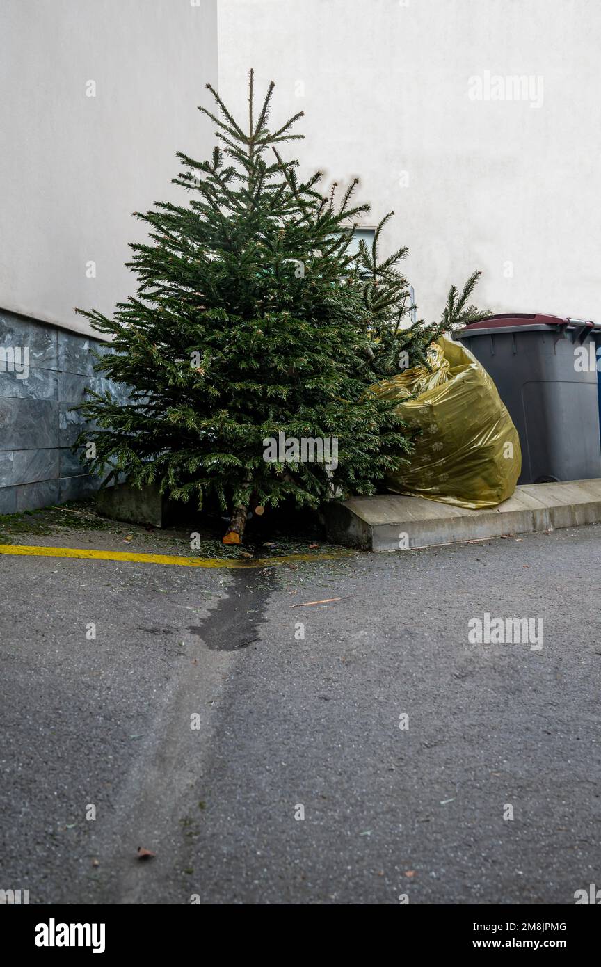 Abandoned Christmas trees in the street beside garbage bin after the ...