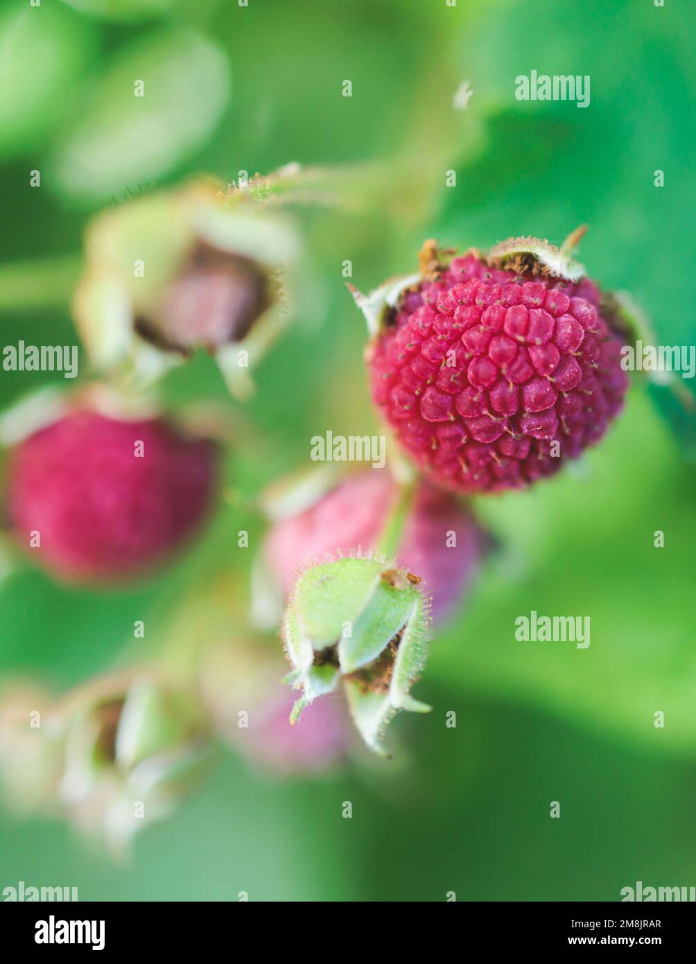 Process of harvesting raspberry and picking berries and wild ...