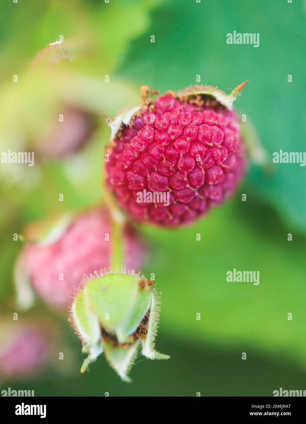 Process of harvesting raspberry and picking berries and wild ...