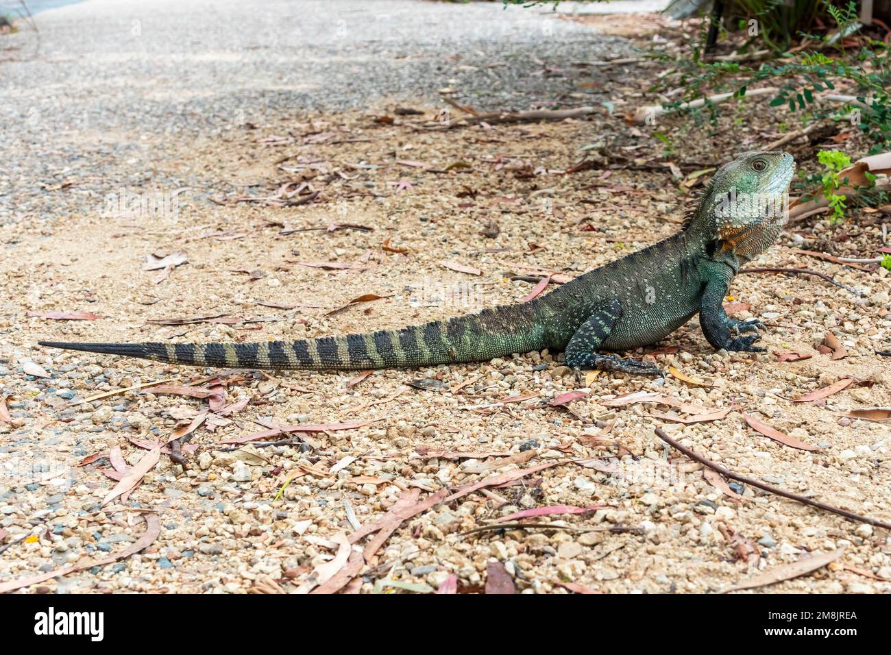 Photograph of a small green monitor lizard outside in the sunshine in ...