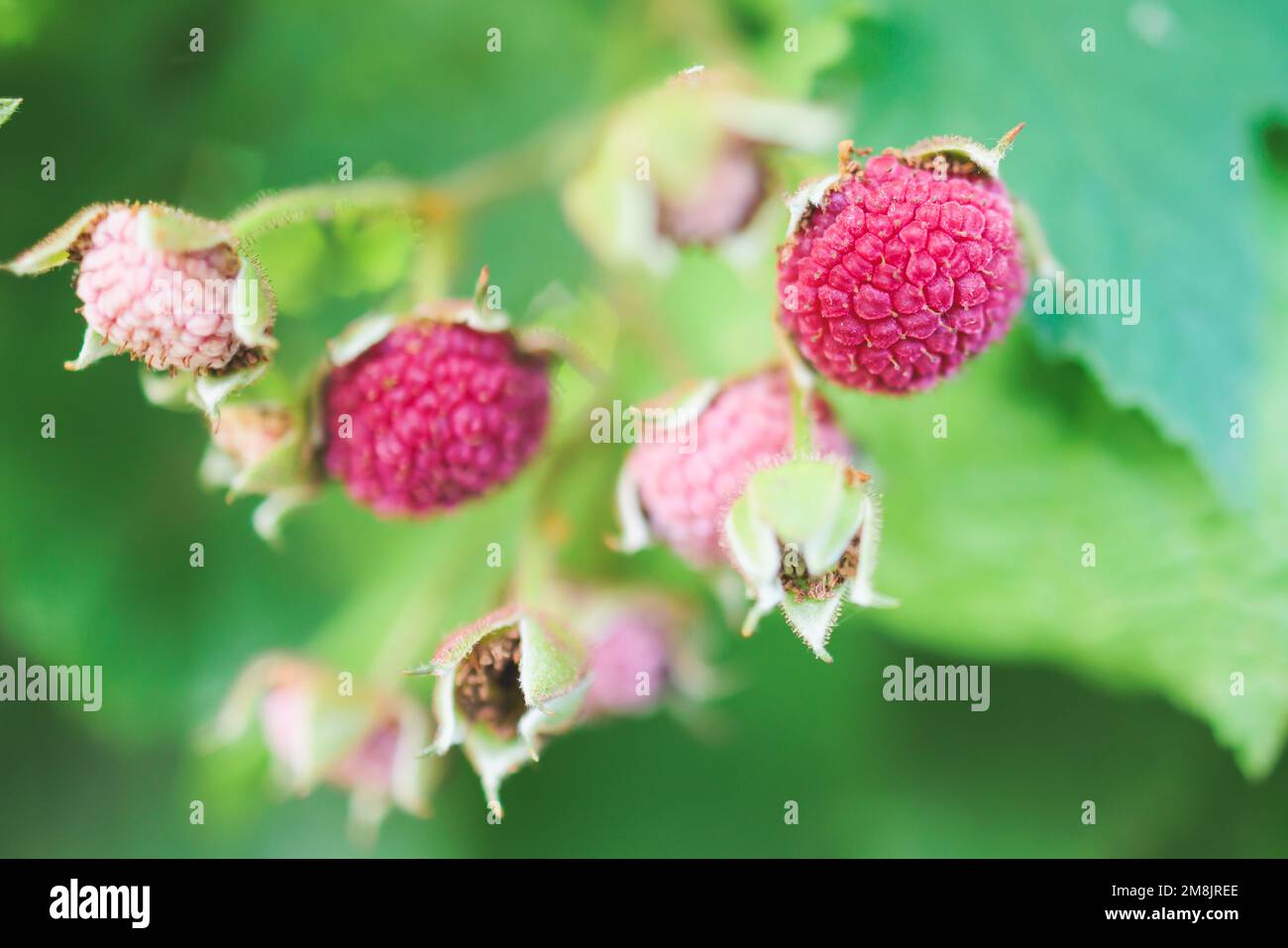 Process of harvesting raspberry and picking berries and wild ...