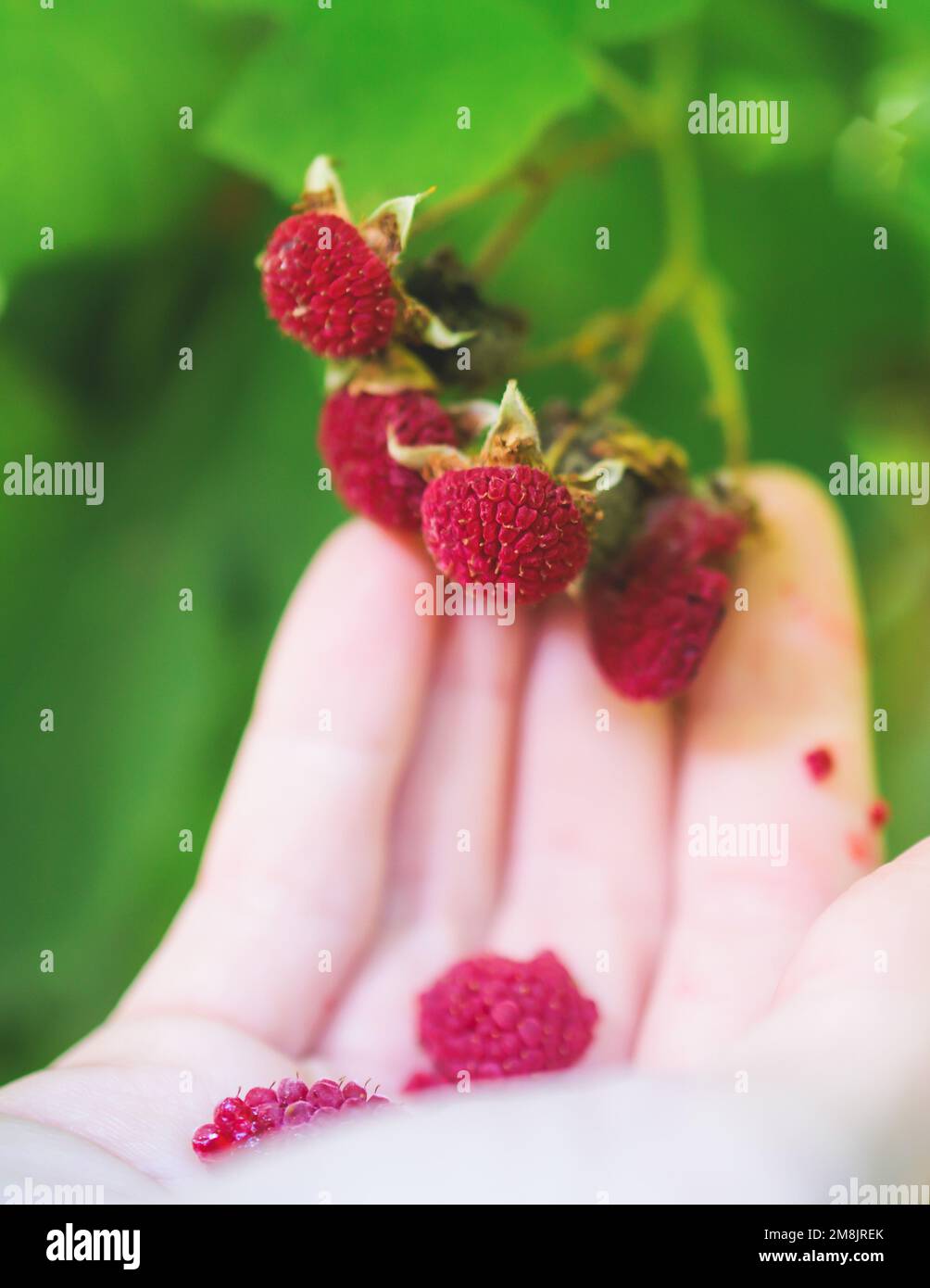 Process of harvesting raspberry and picking berries and wild ...