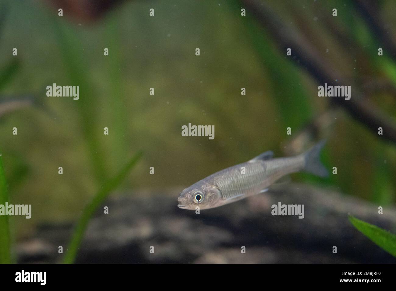 Chub fish uk hi-res stock photography and images - Alamy