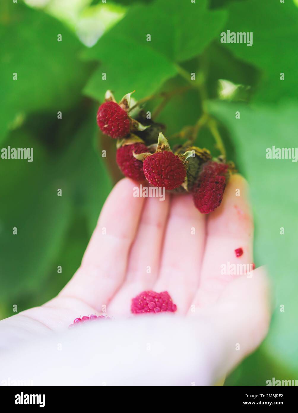 Process of harvesting raspberry and picking berries and wild ...