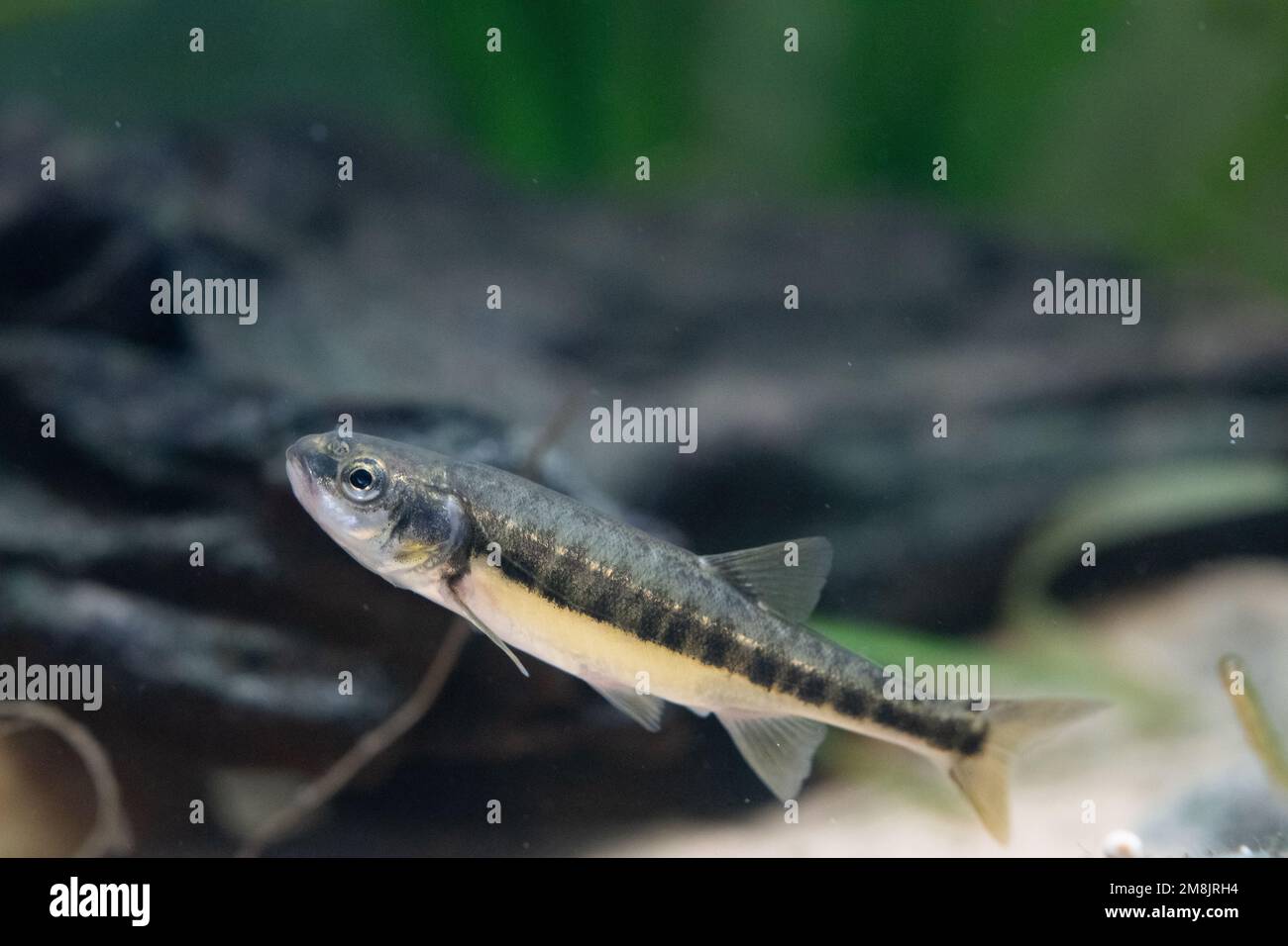 minnow swimming in a shoal of fish Stock Photo - Alamy