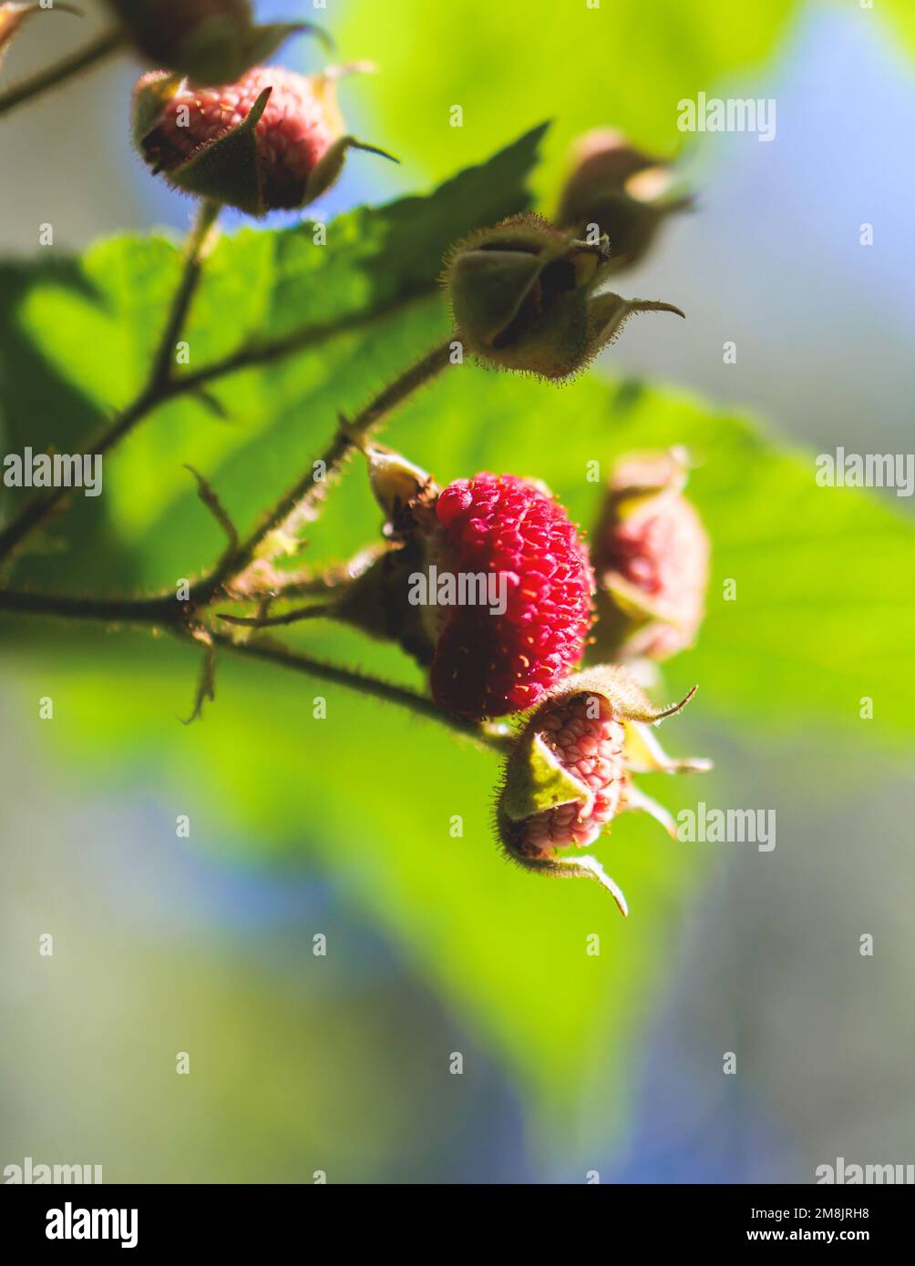 Process of harvesting raspberry and picking berries and wild ...