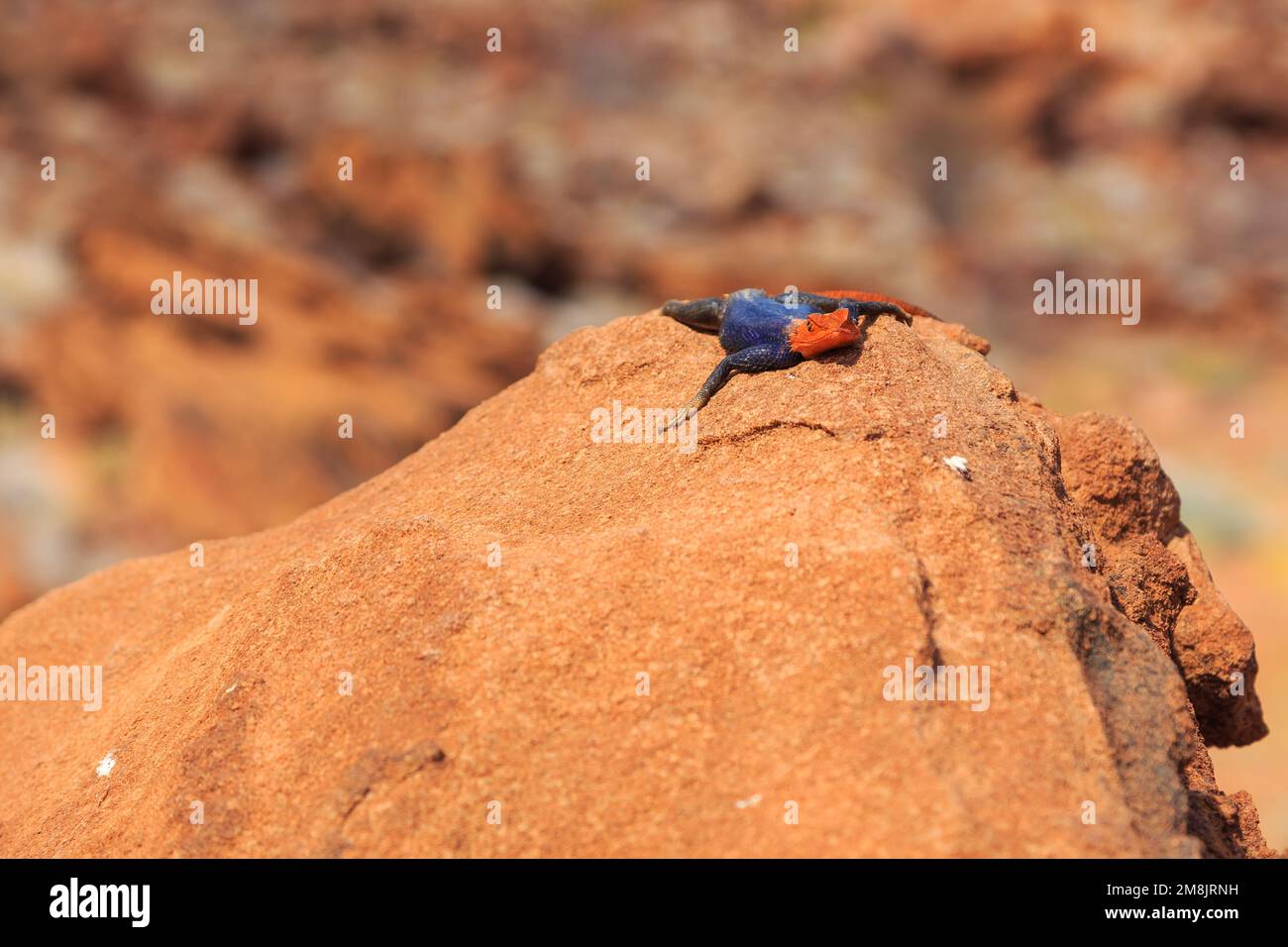 The common agama sits one the stone under the sun. Detailed image of a ...