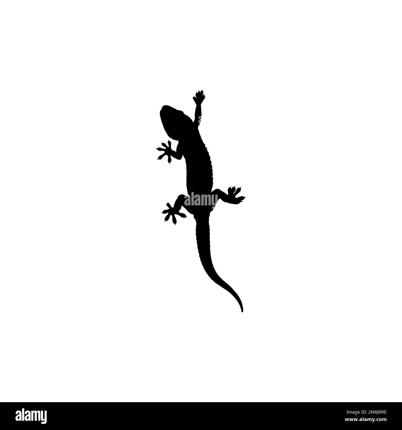 Gecko icon. Simple style reptiles info poster background symbol. Gecko ...