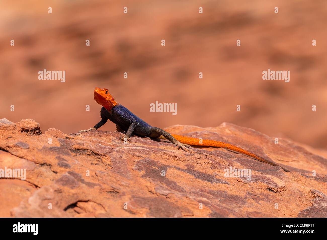 The common agama sits one the stone under the sun. Detailed image of a ...