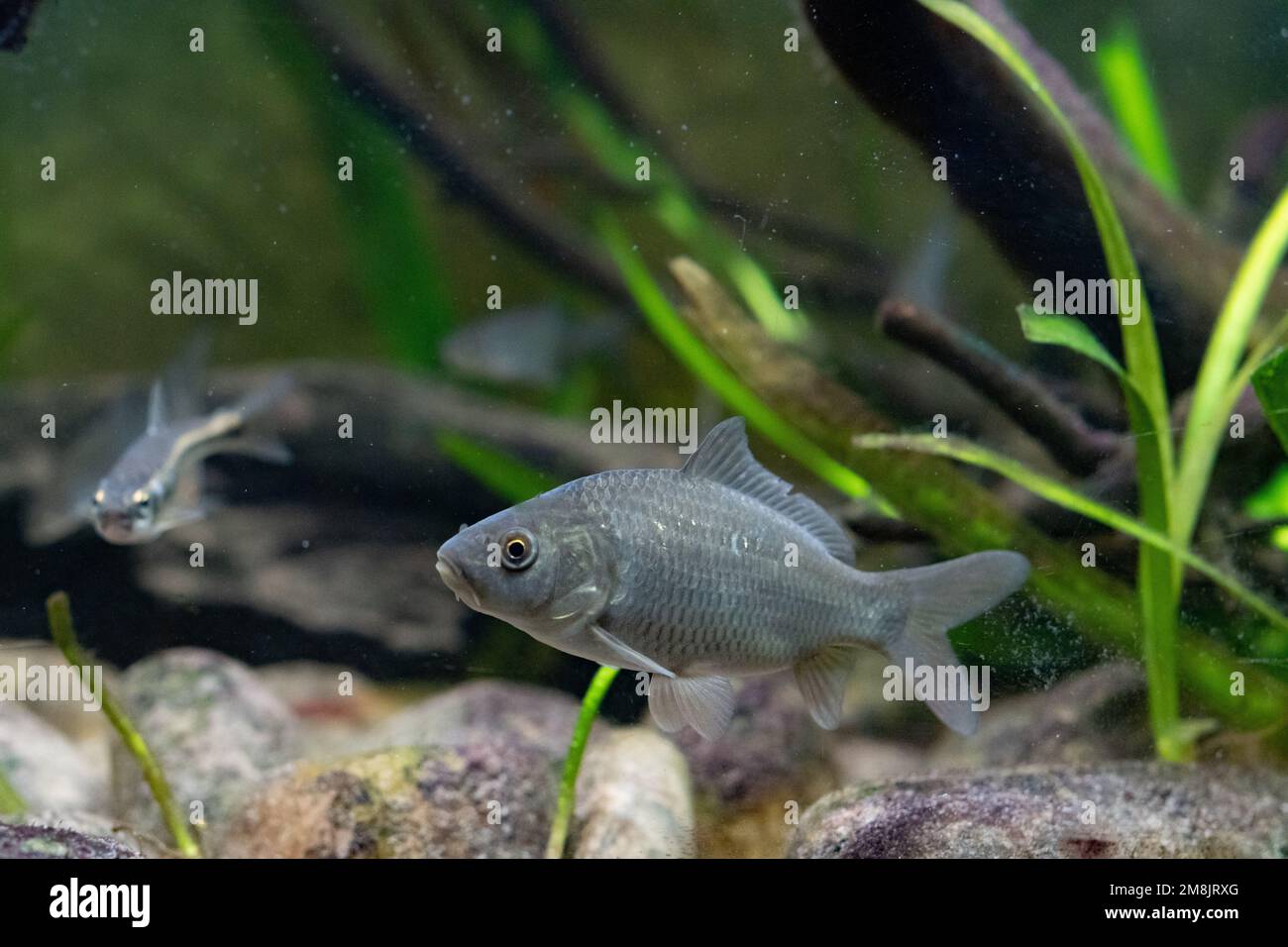 small carp swimming on the bottom of a pond Stock Photo - Alamy
