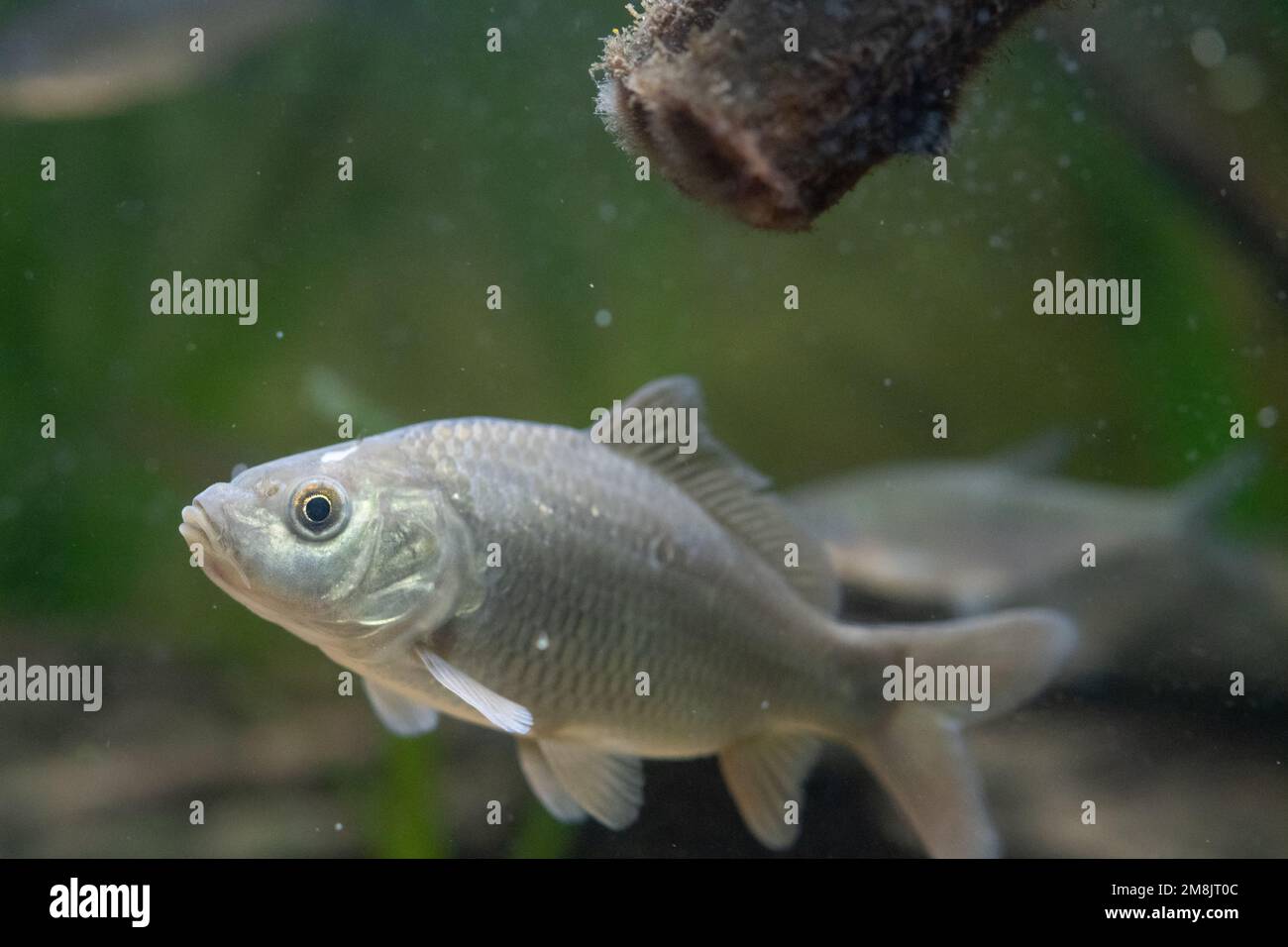 Small carp hi-res stock photography and images - Alamy