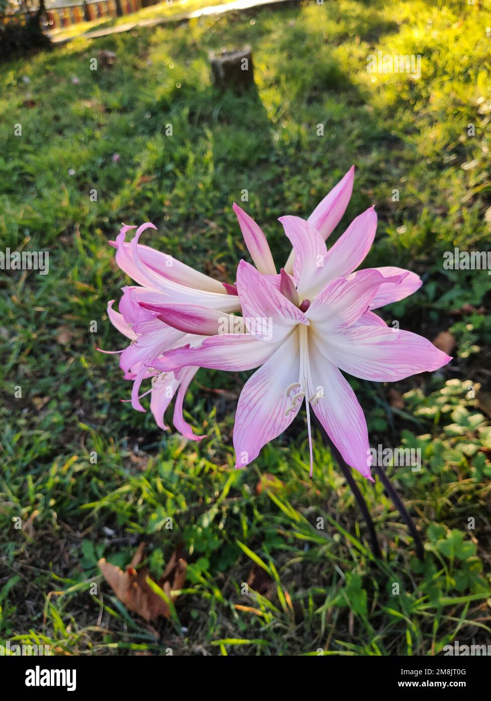beautiful pink flower orquidea flower Stock Photo - Alamy