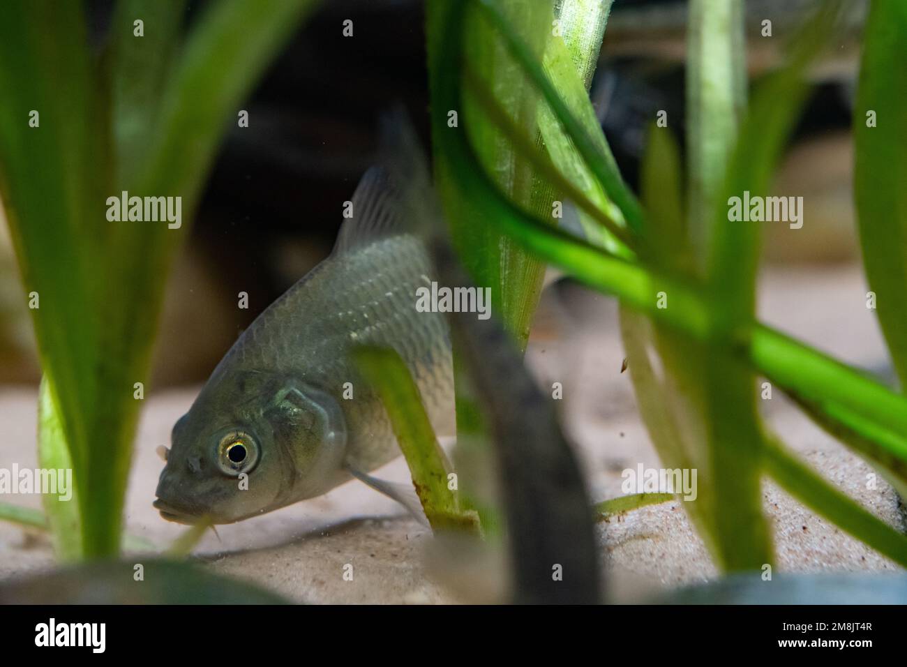 small carp swimming on the bottom of a pond Stock Photo - Alamy