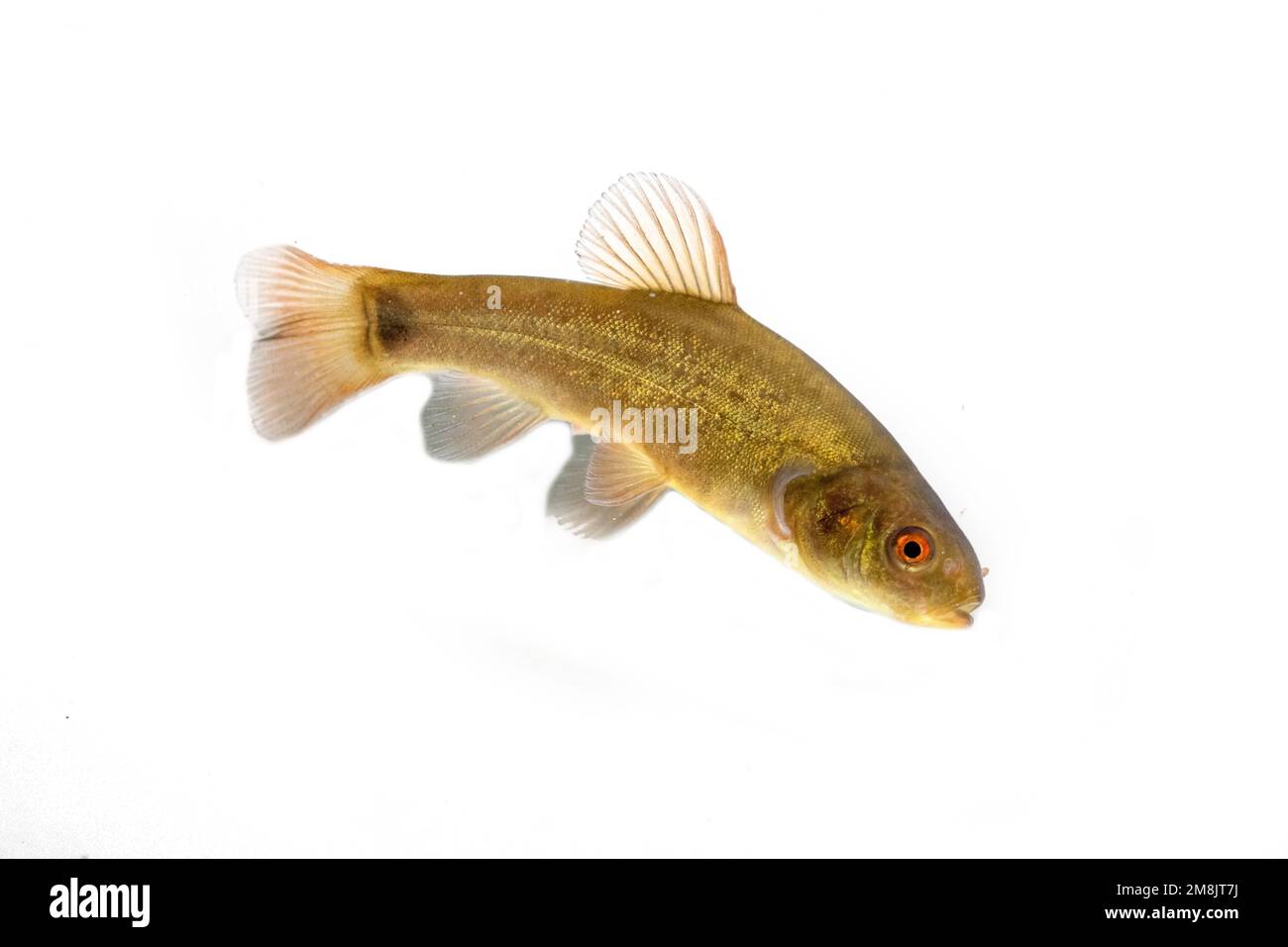 Small cyprinids hi-res stock photography and images - Alamy