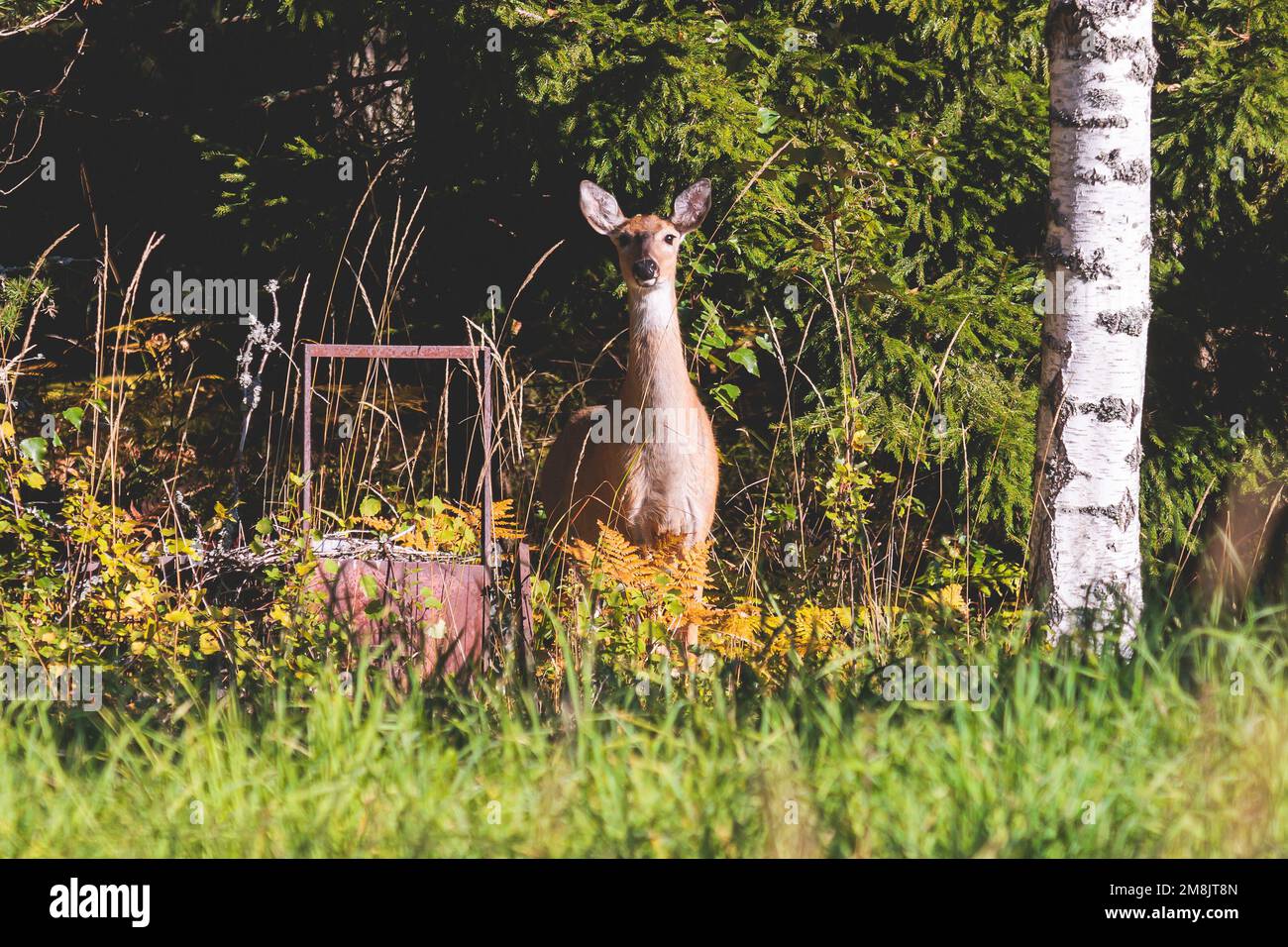 White-tailed deer pasturing in the meadows woods of the Southern ...