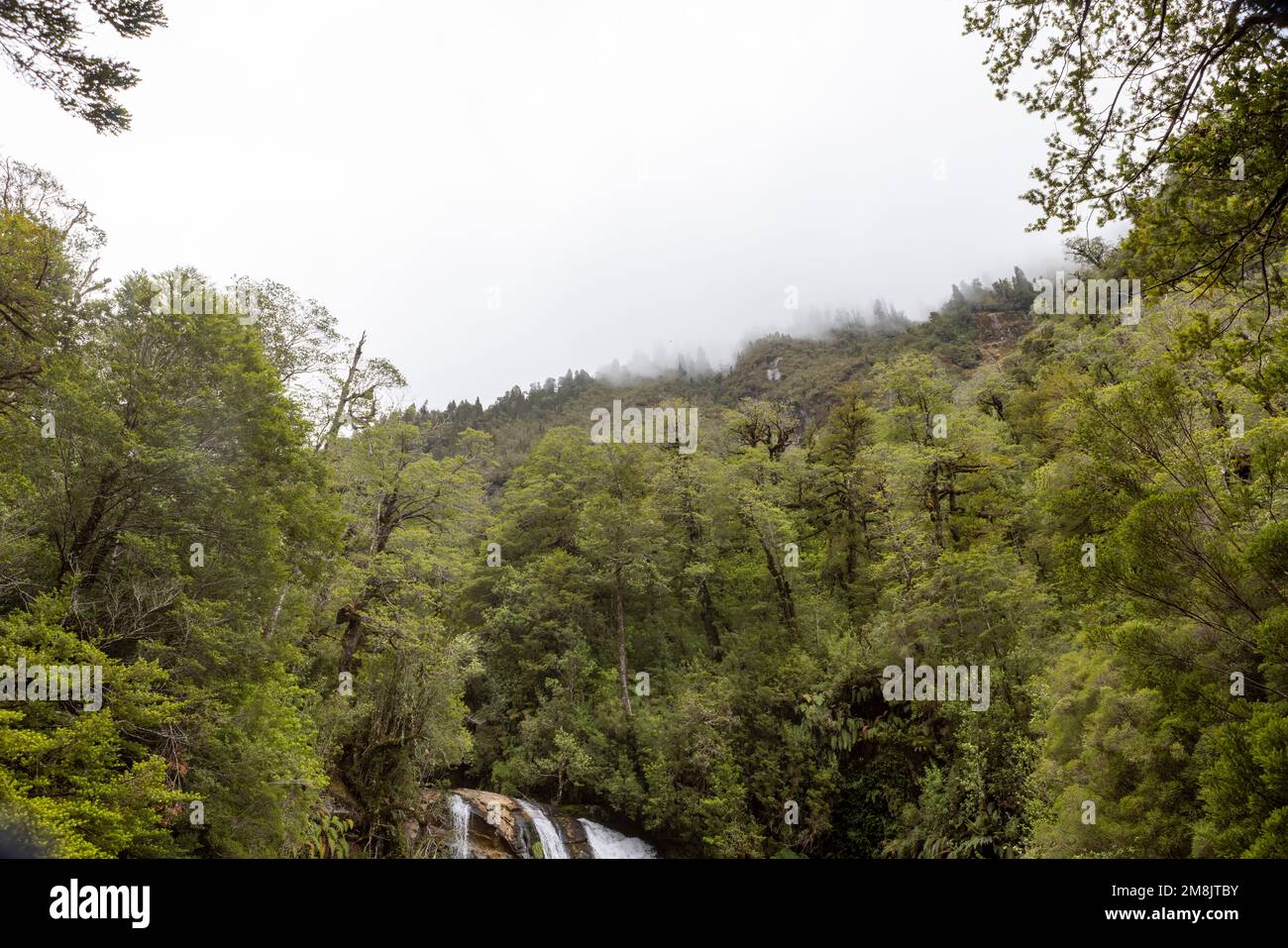 Discovering the fauna of a temperate rain forest while hiking the ...