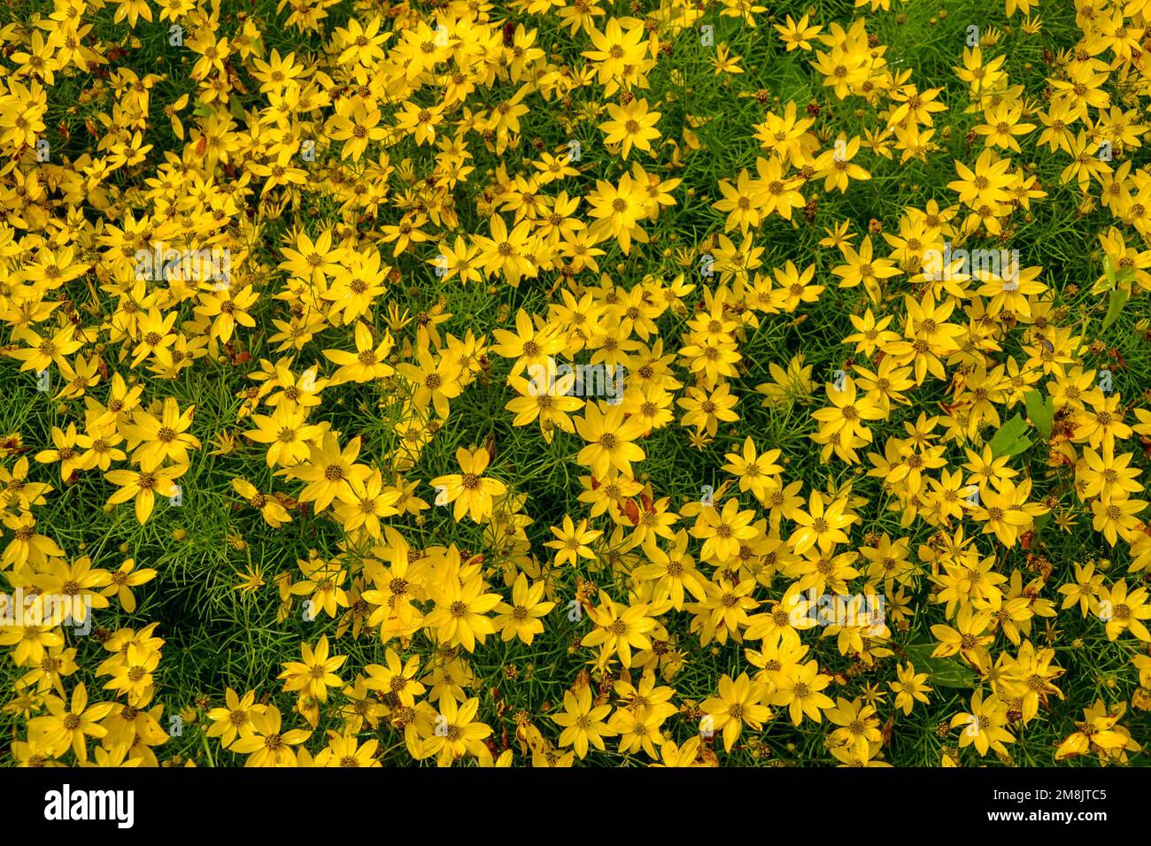 Circular slope, flower Stock Photo - Alamy