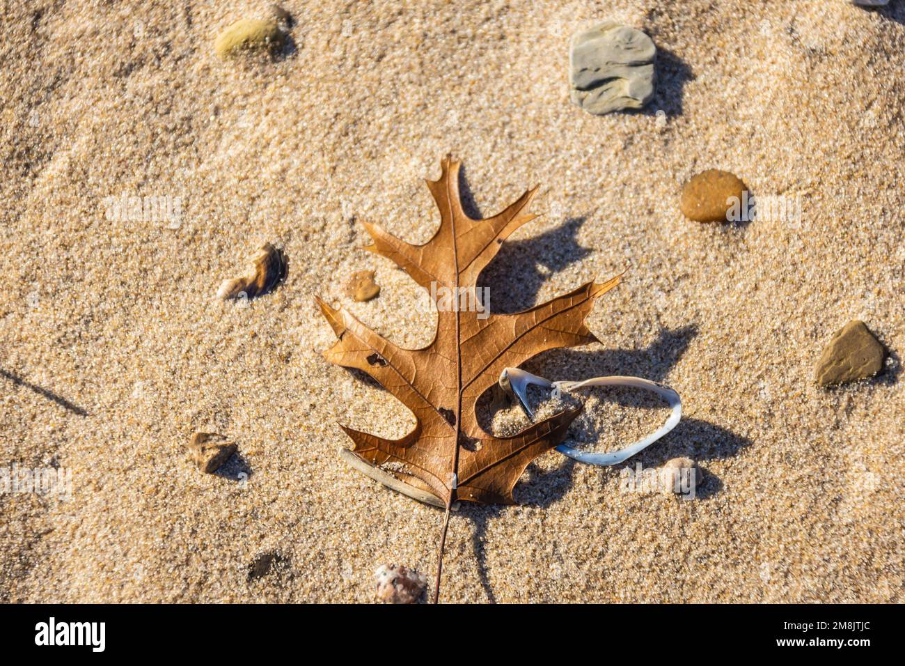Close up of fallen oak leaves on a sandy beach with sea shells in a ...