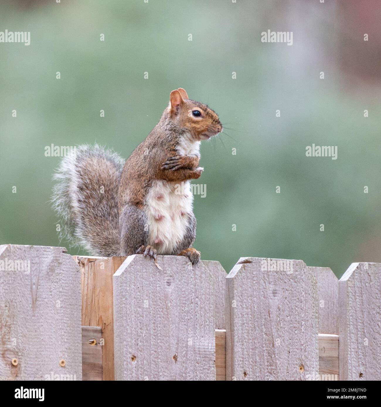 While cleaning her fur, this cute squirrel looks as if she's suddenly ...