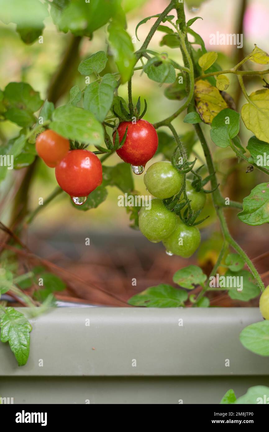 Close up of cherry tomatoes ripening on the vine in the vegetable ...