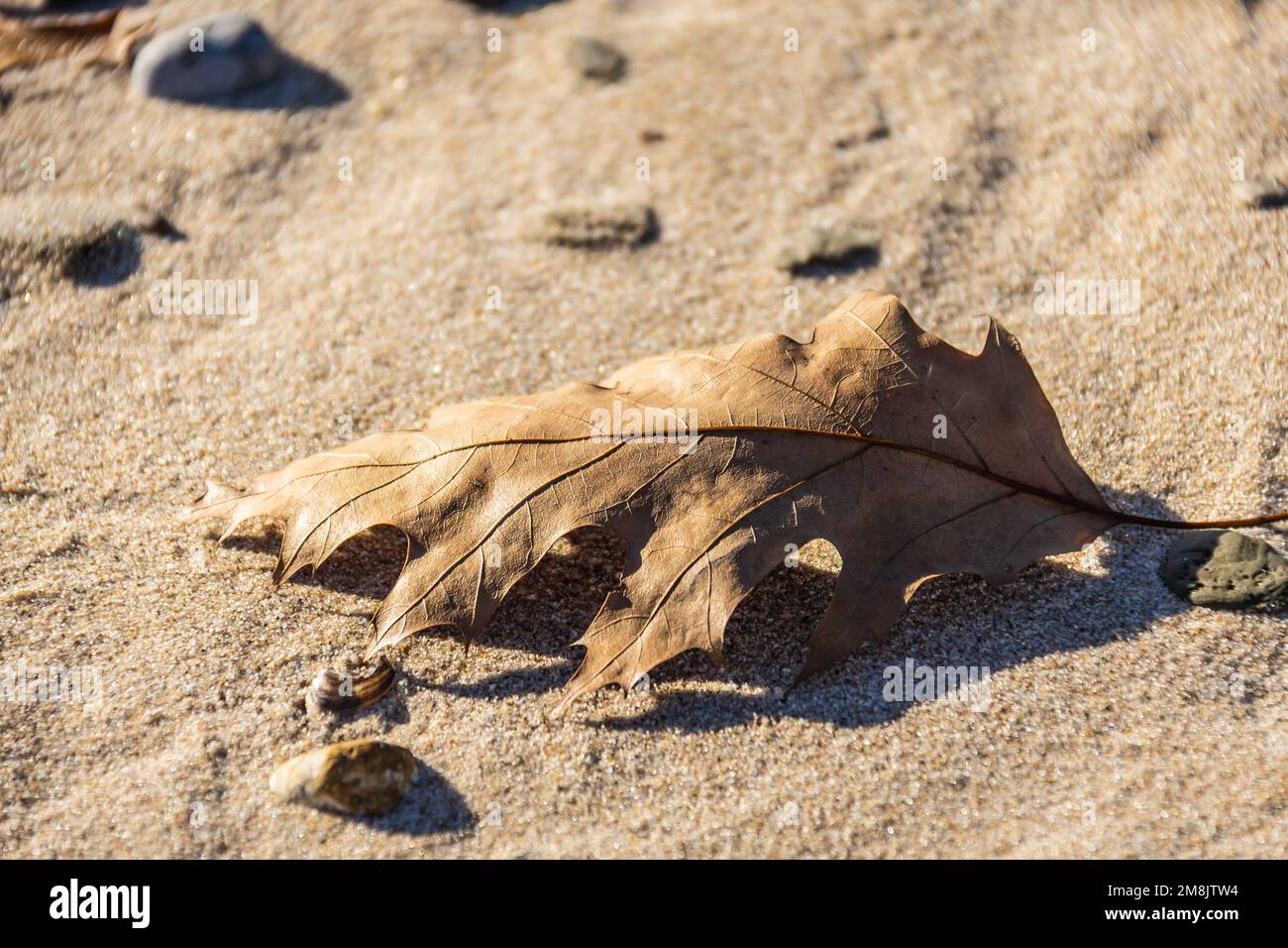 Close up of fallen oak leaves on a sandy beach with sea shells in a ...