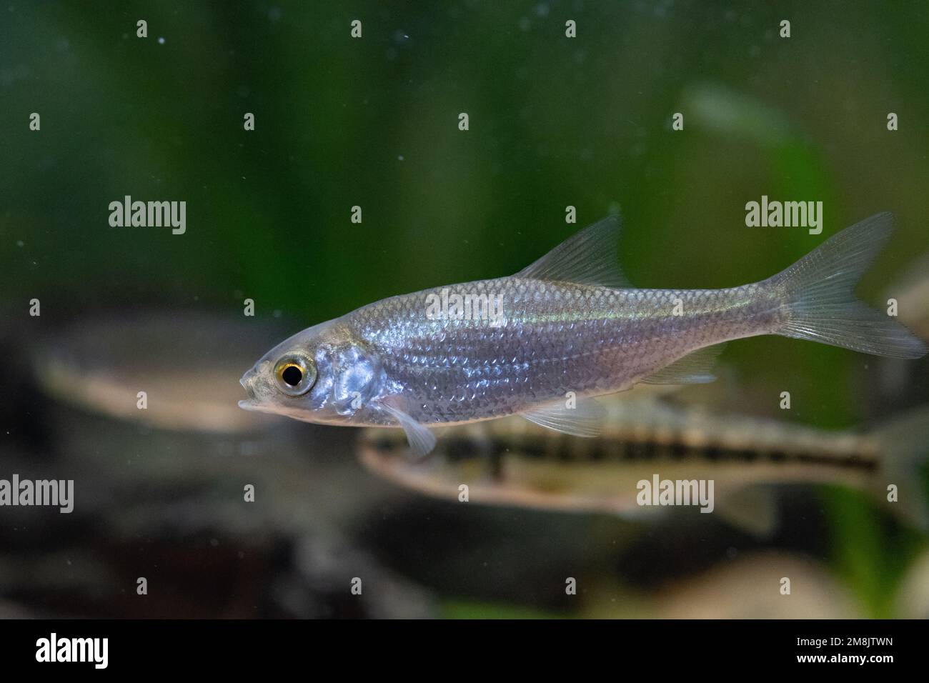 Roach fry in shoal Stock Photo - Alamy