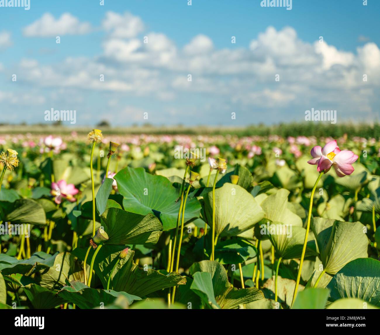 A pink lotus flower sways in the wind, Nelumbo nucifera. Against the ...