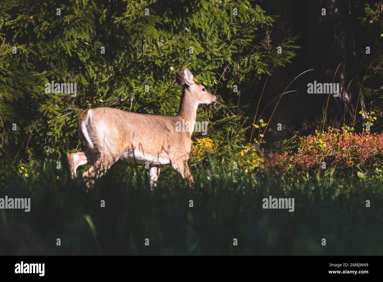 White-tailed deer pasturing in the meadows woods of the Southern ...